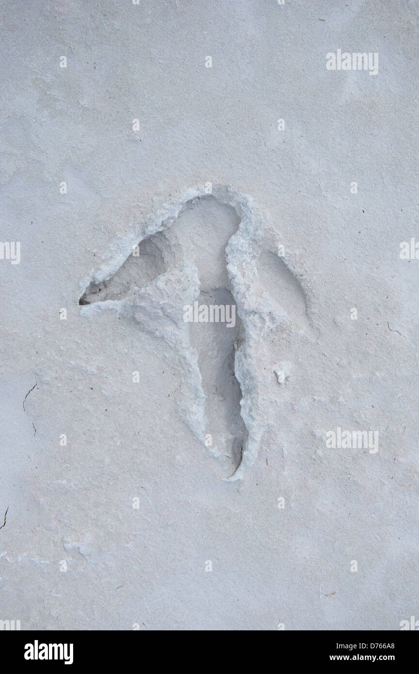 Close up of an Emu Print in a Dry Lake Bed Stock Photo - Alamy