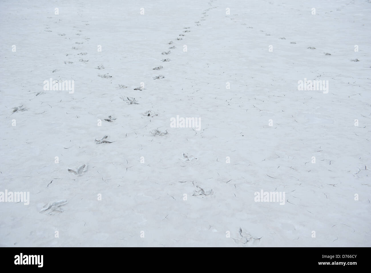 Emu Prints on Dry Clay Lake Bed Stock Photo - Alamy