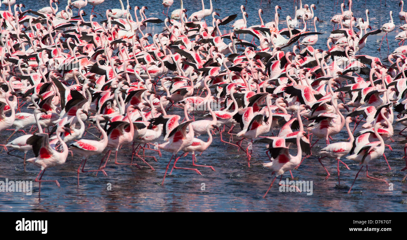 flamingos in lagoon running Stock Photo - Alamy