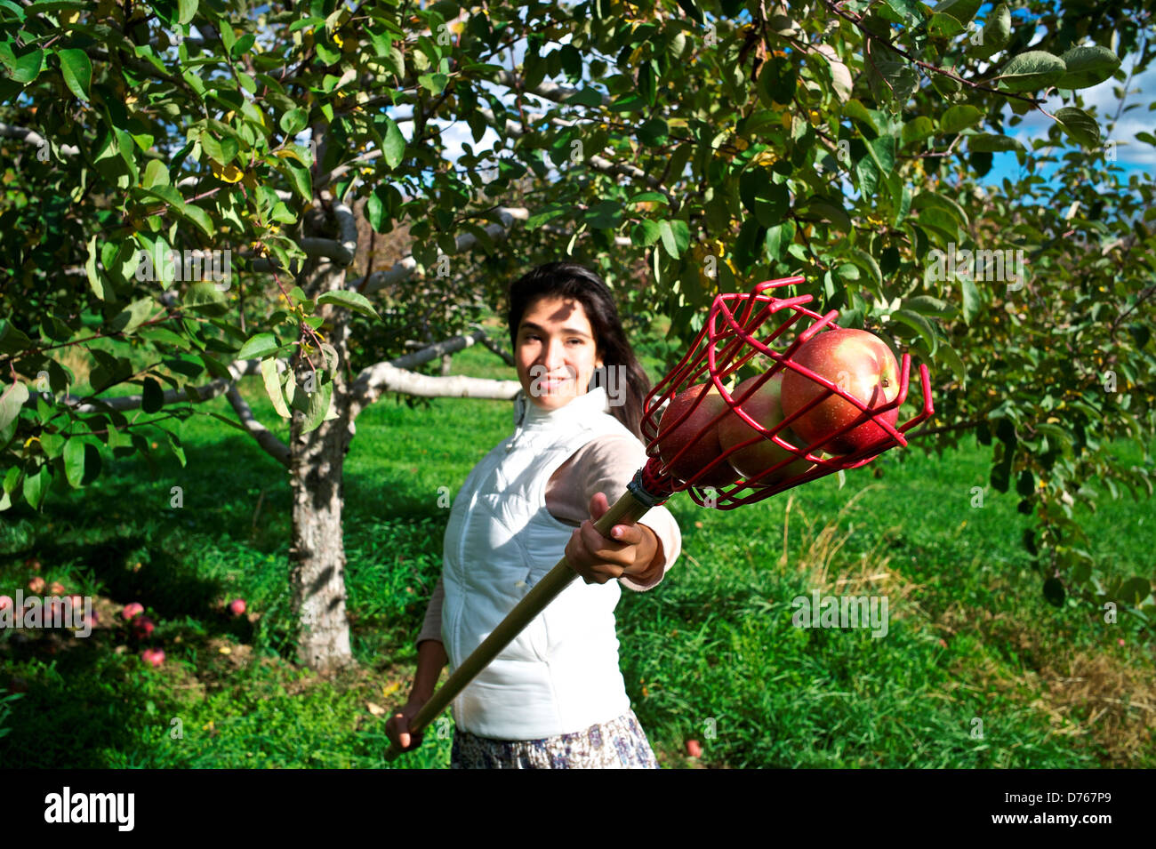 Apple picking at Orchard Stock Photo - Alamy