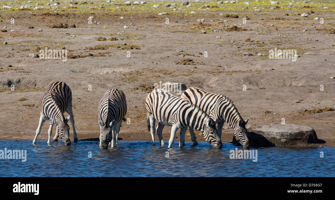 zebra drinking at waterhole Stock Photo - Alamy
