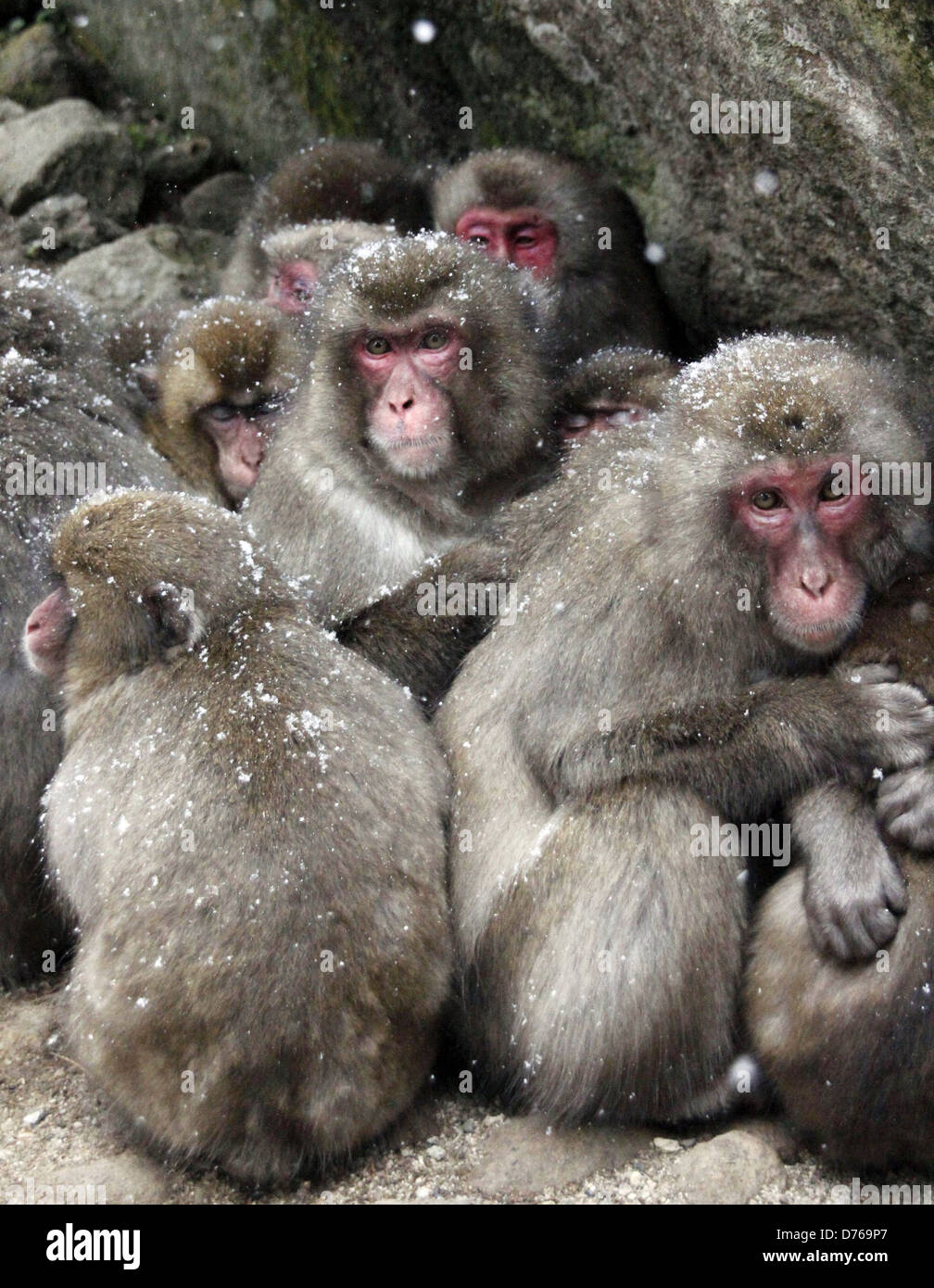 Japanese macaques snuggle to keep warm amid the falling snow at ...