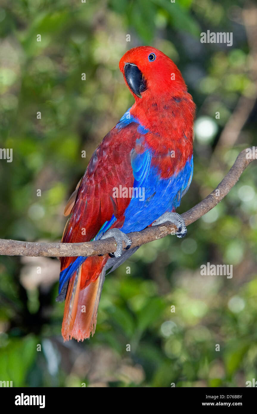 Australian parrots hi-res stock photography and images - Alamy
