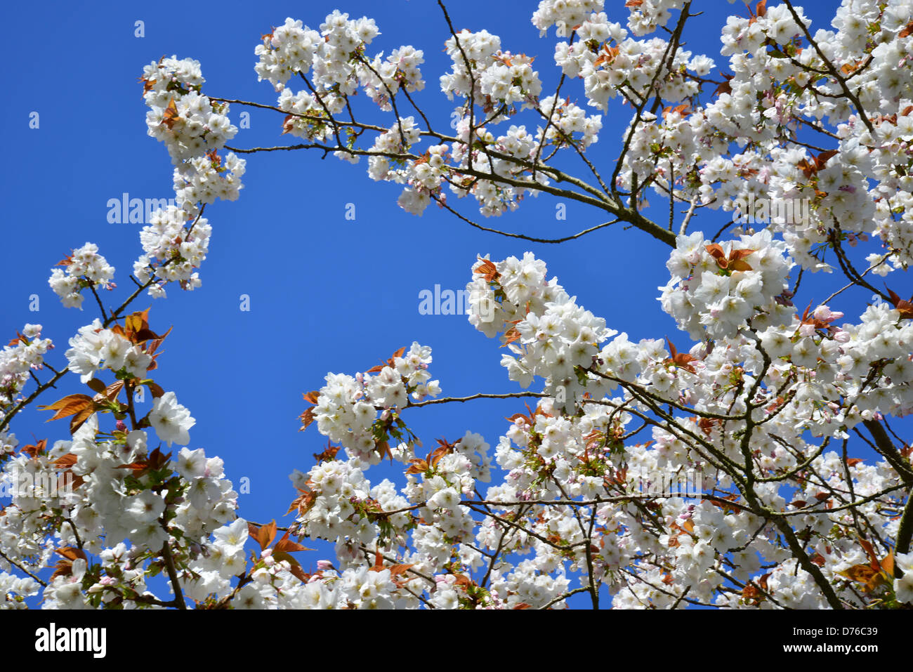 Blossoms in full bloom, Greater Sark, Sark, Bailiwick of Guernsey ...