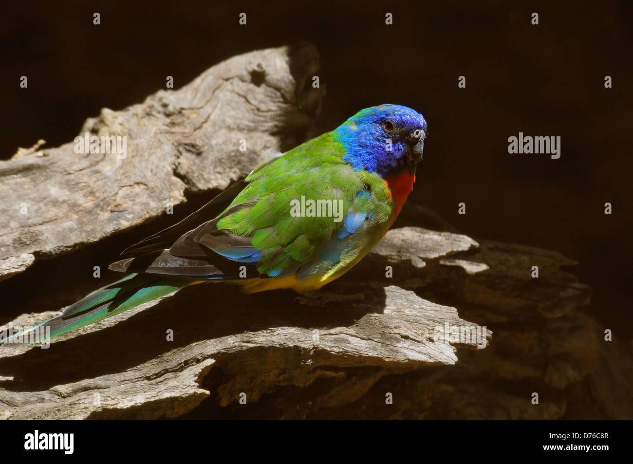 Scrarlet-breasted parrot 'Neophema splendida' Stock Photo - Alamy