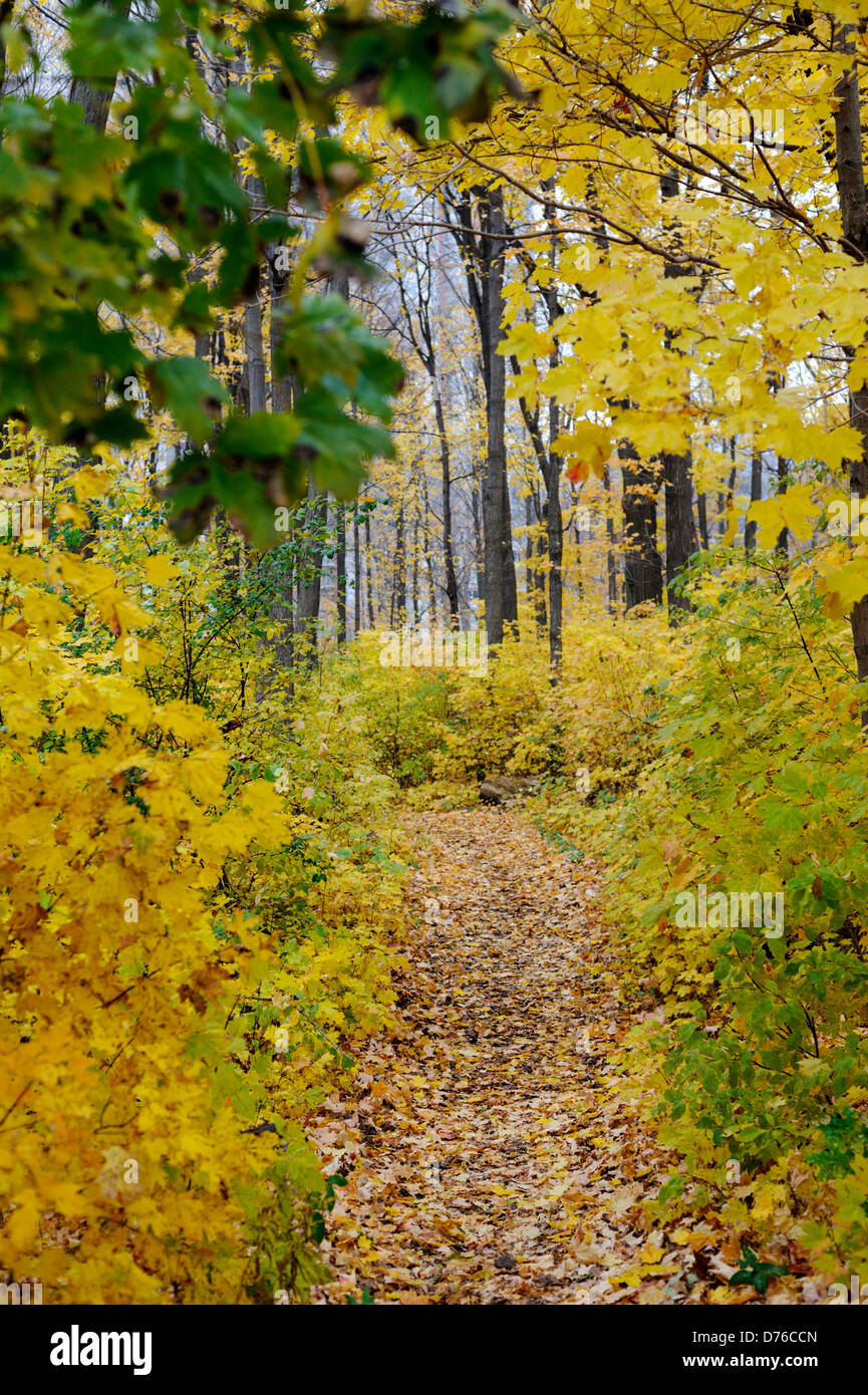 Fall colors in a city park Stock Photo - Alamy
