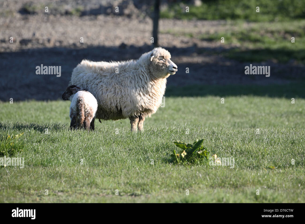 Charlotte sheep hi-res stock photography and images - Alamy