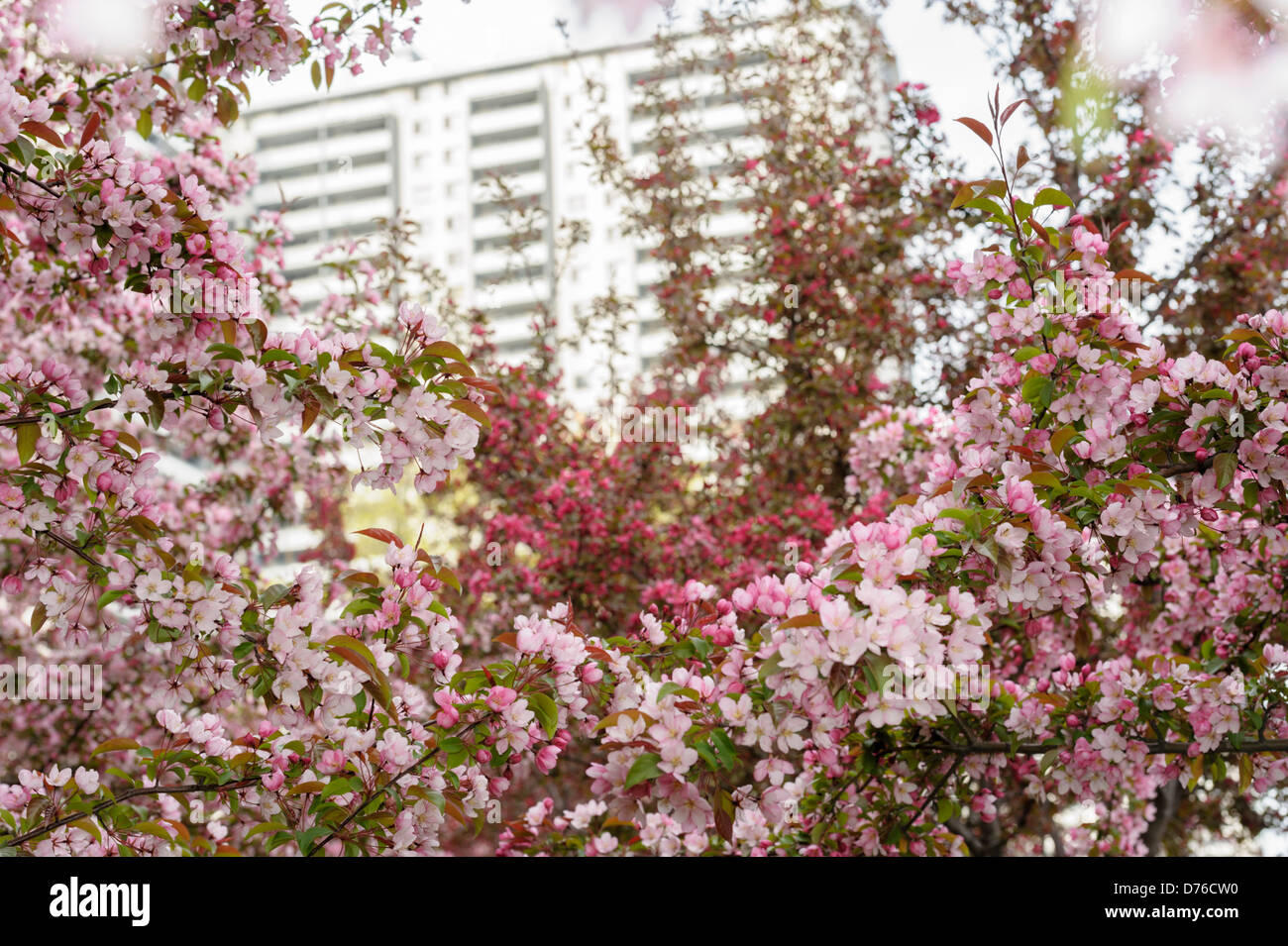 Cherry tree blossoms, high-rise building in the background Stock Photo ...