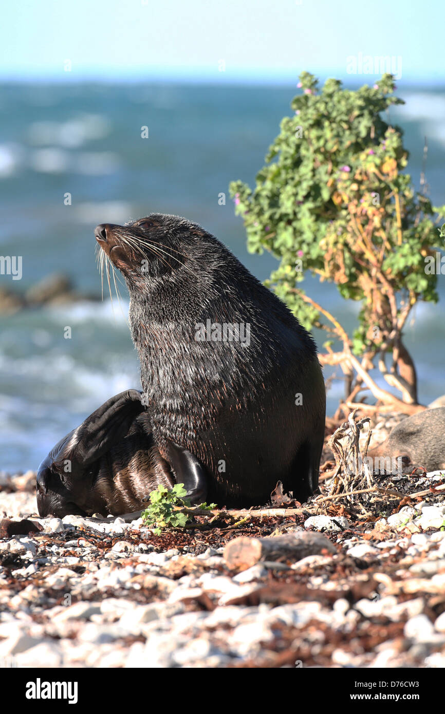 Seal hunting fish hi-res stock photography and images - Alamy