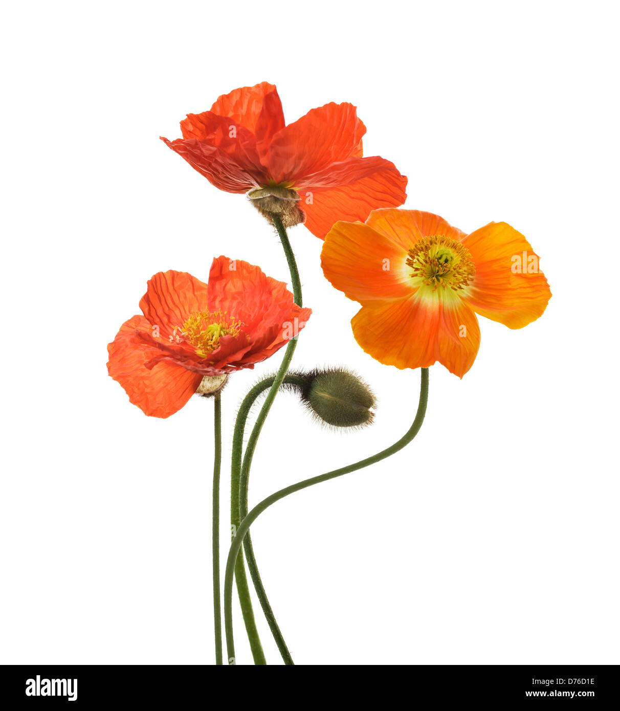 Poppy Flowers Isolated on White Background Stock Photo - Alamy