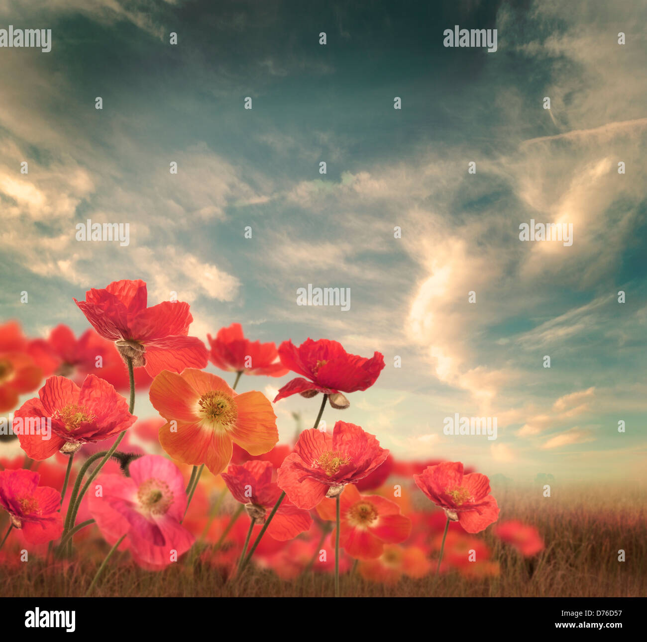 Poppy Flowers In A Field Stock Photo - Alamy
