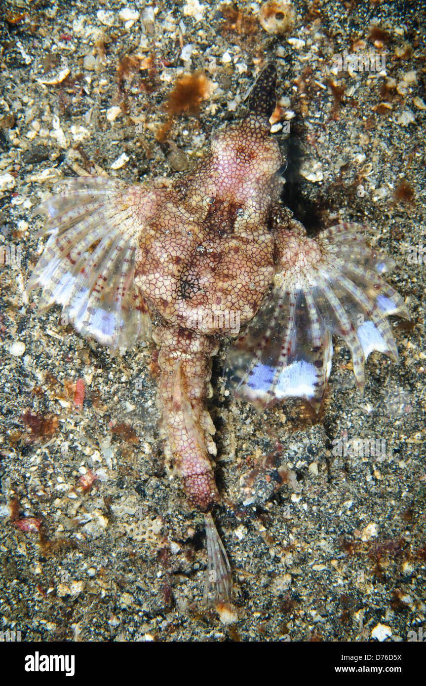 Seamoth hi-res stock photography and images - Alamy