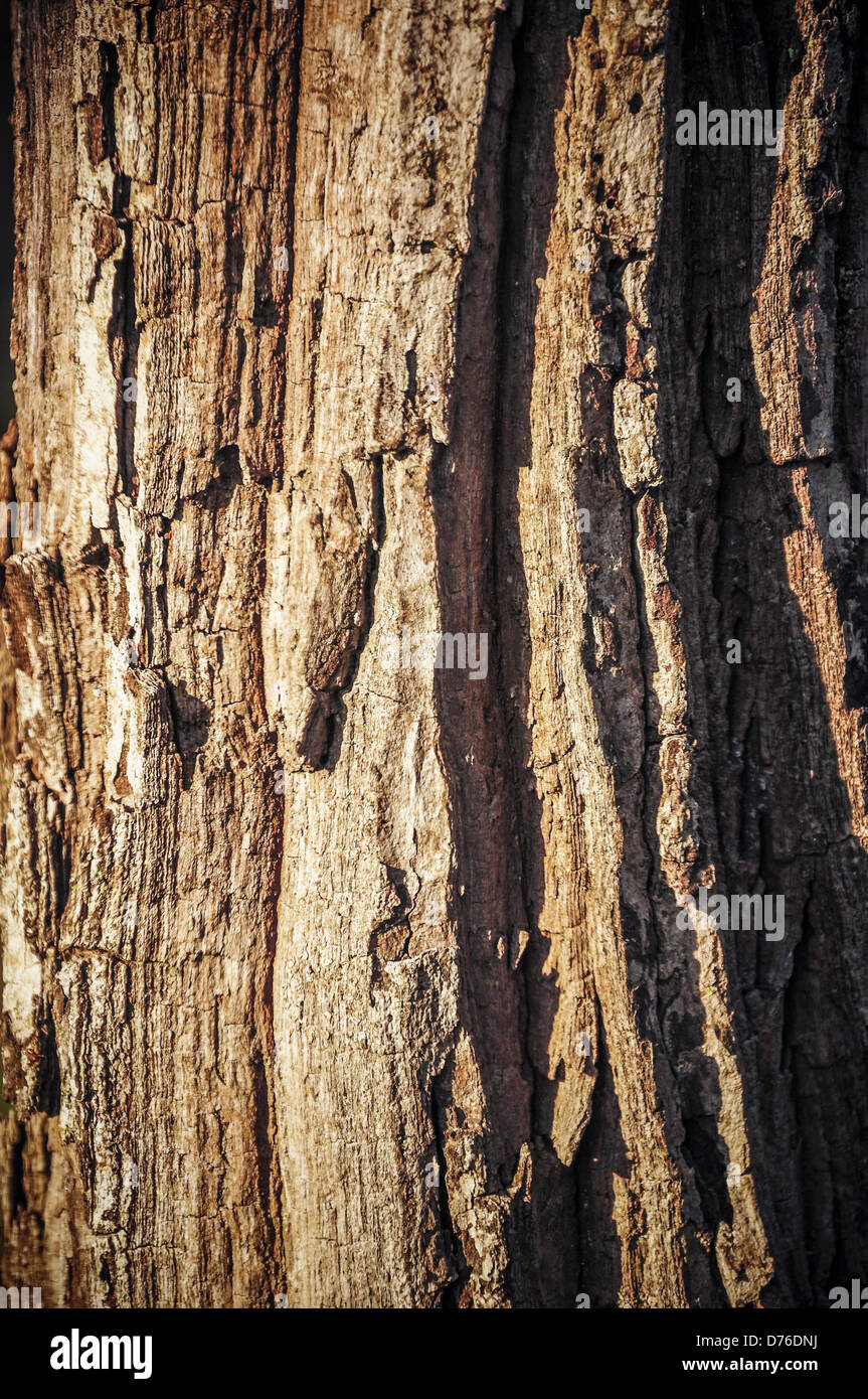 Bark Tree background Stock Photo - Alamy