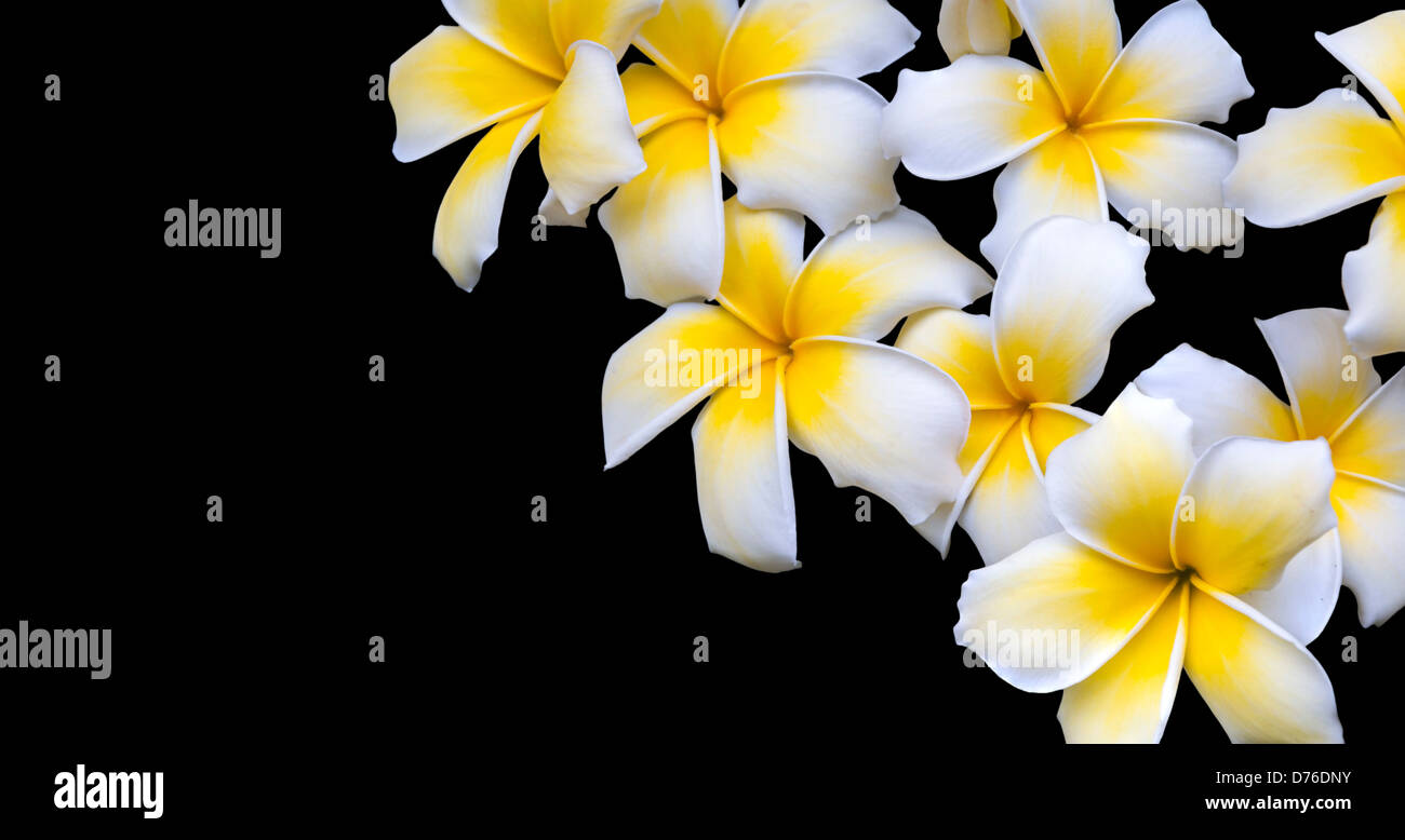 Frangipani isolated on black Stock Photo - Alamy