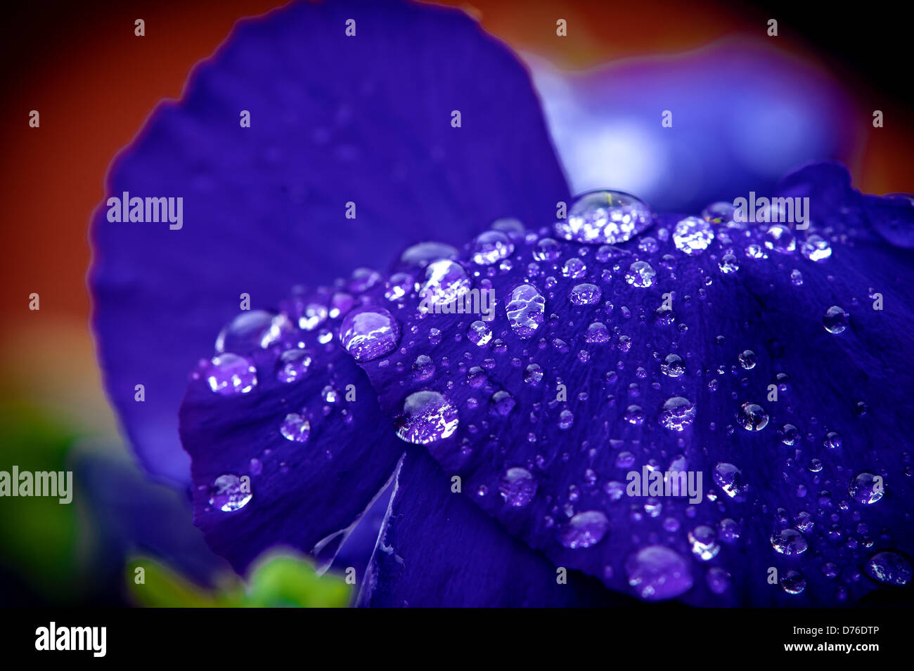 Purple flower drops hi-res stock photography and images - Alamy
