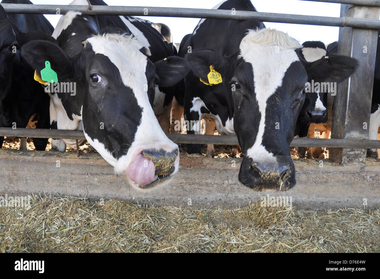 Cows in a cowshed on a dairy farm. Photographed in Israel Stock Photo ...