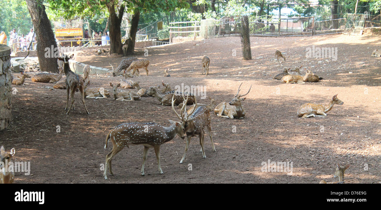 Fighting deer hi-res stock photography and images - Alamy