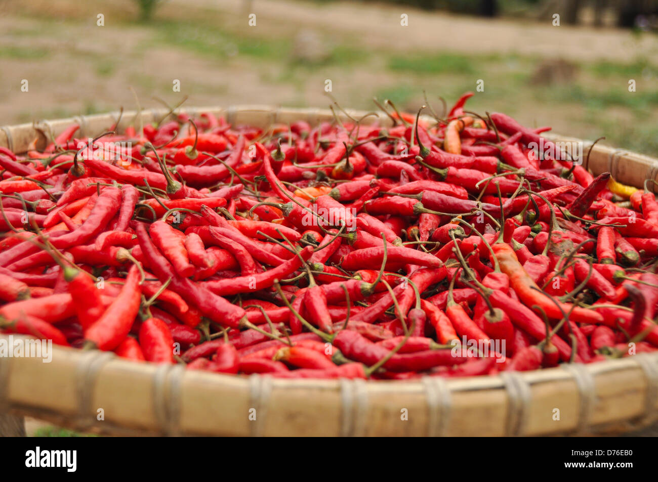 Hot chilli peppers for sale at a market in Laos Stock Photo - Alamy