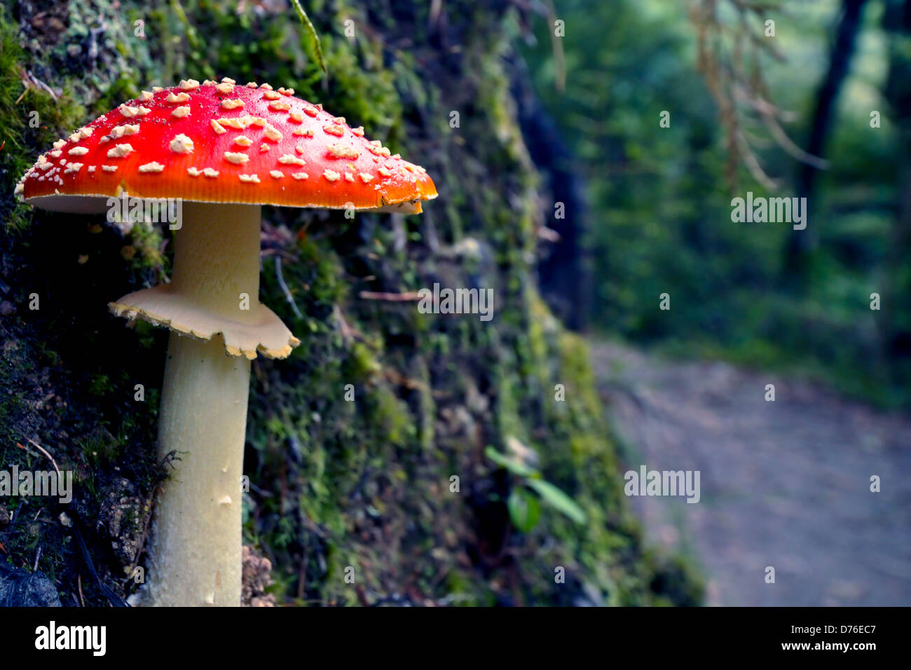 toadstools, Photographed in Fiordland, South Island, New Zealand Stock ...
