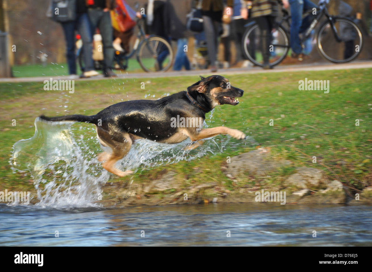 Dog jumping out of water hi-res stock photography and images - Alamy