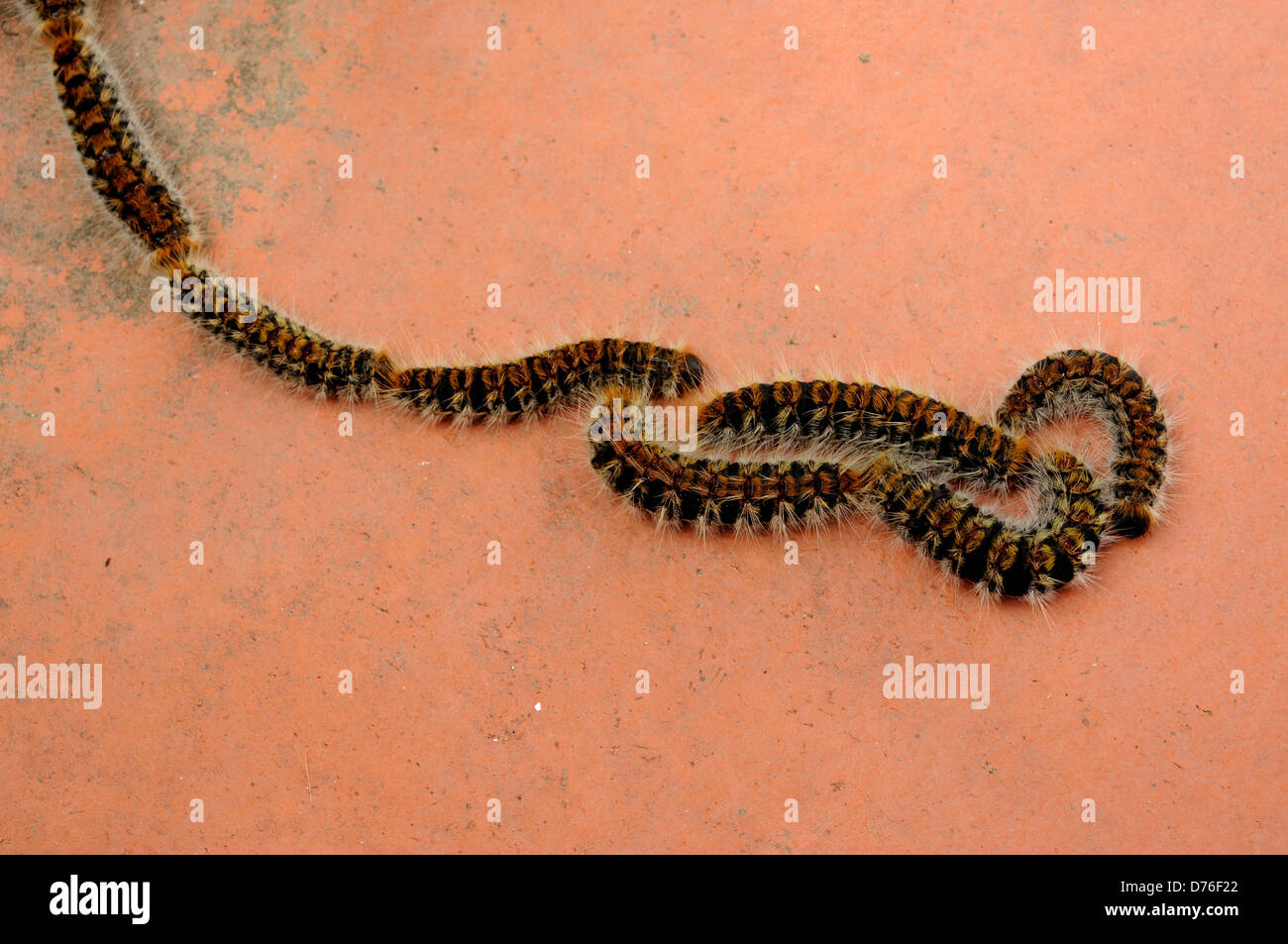 Processionary caterpillar trail (Thaumetopoea Pityocampo), Andalucia ...