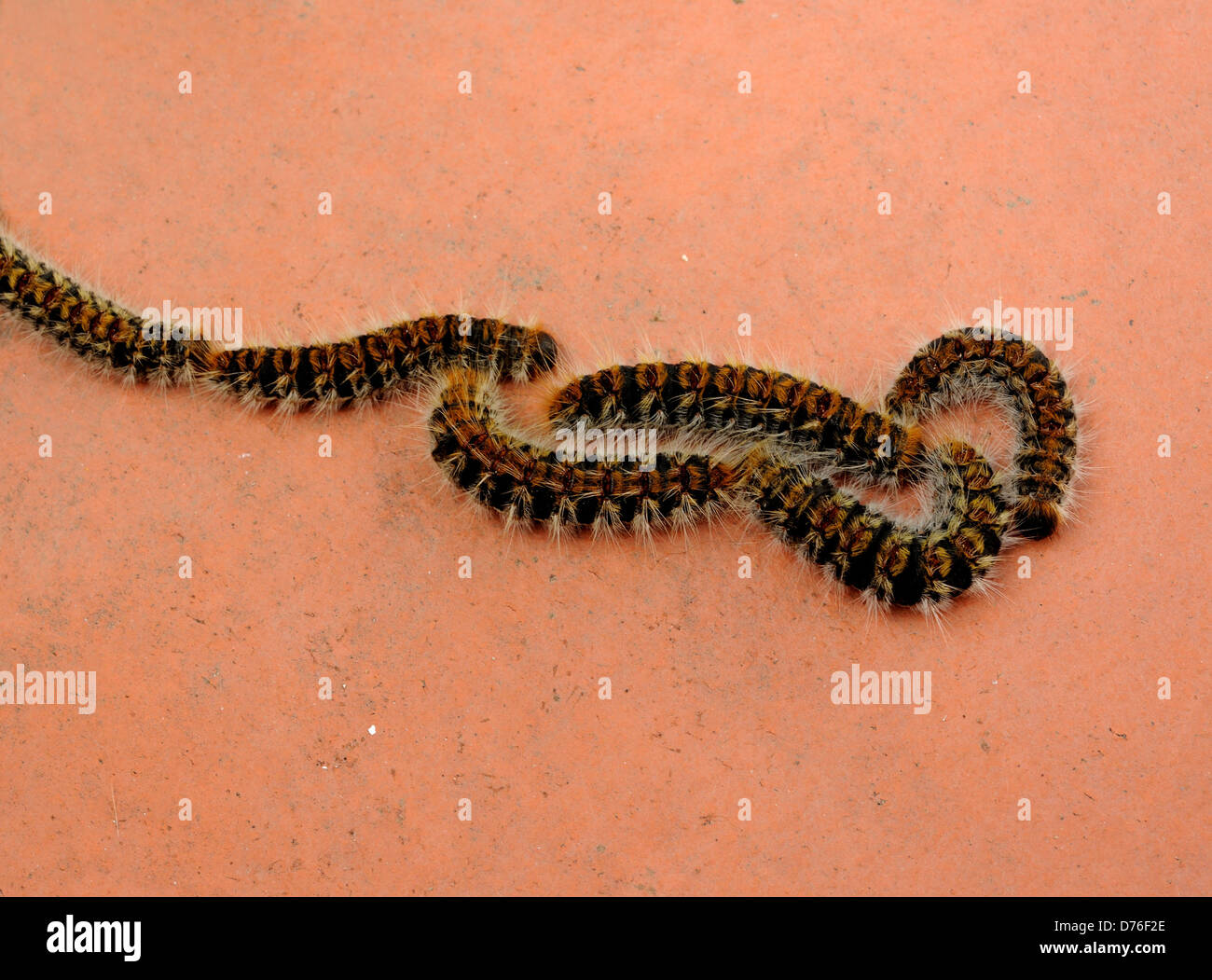 Processionary caterpillar trail (Thaumetopoea Pityocampo), Andalucia ...