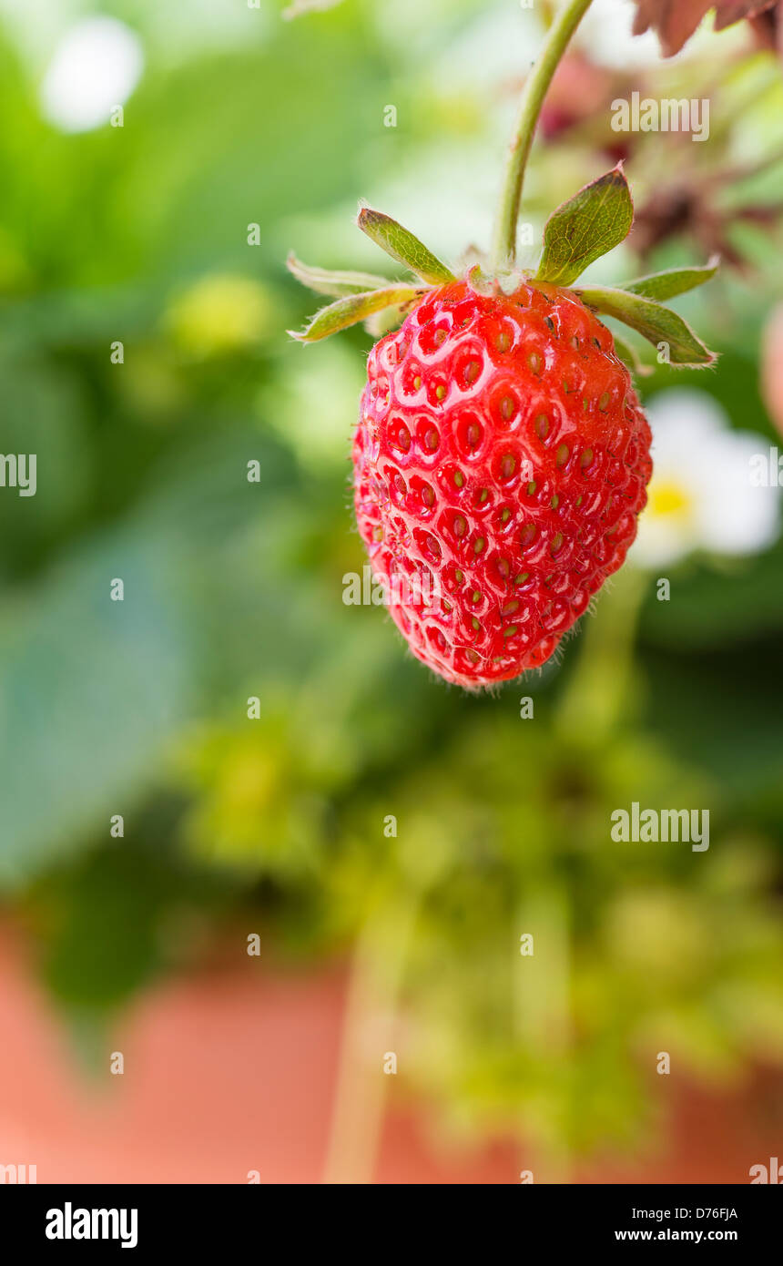 Strawberry with great colors and amazing background Stock Photo - Alamy