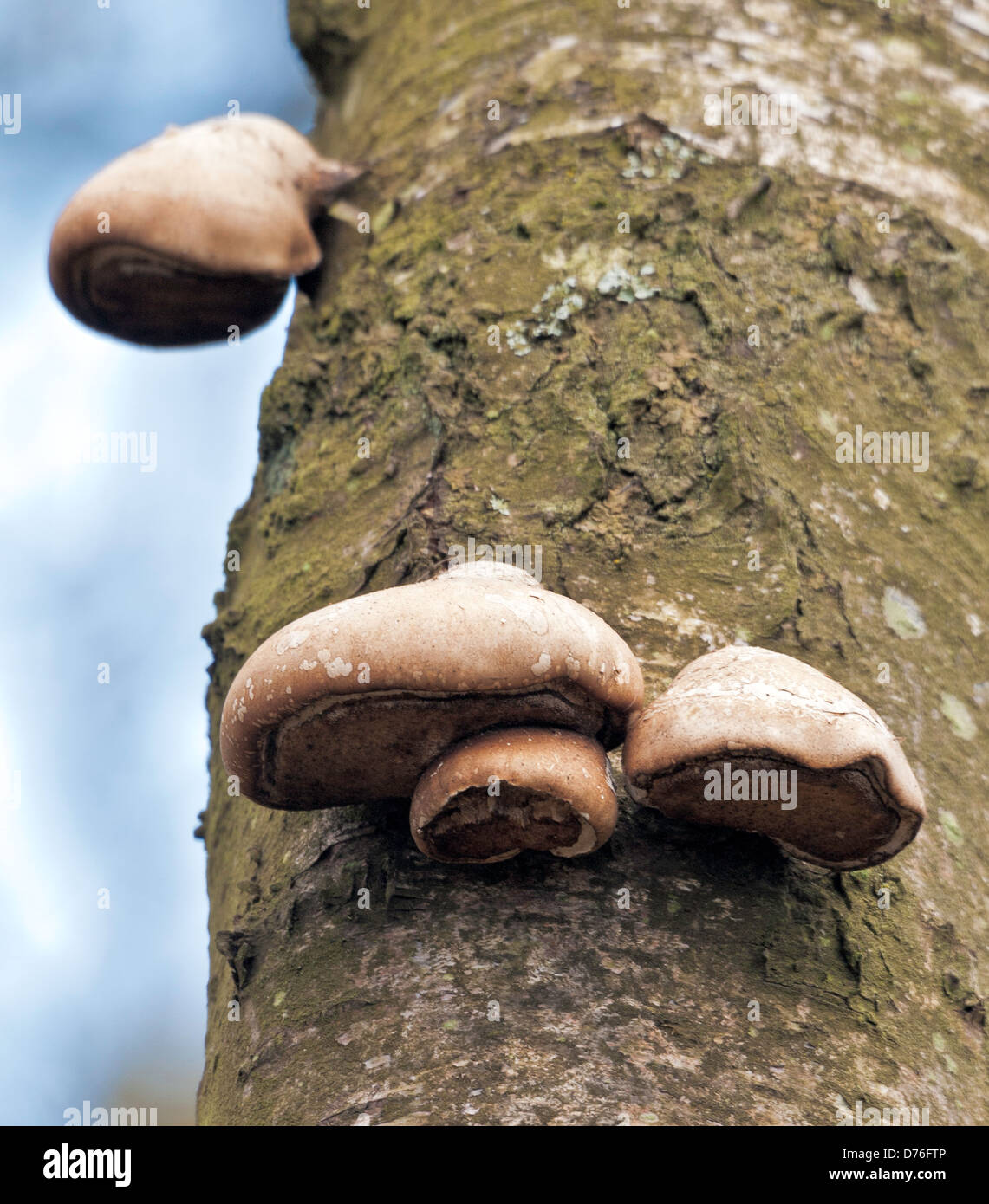 Hoof Fungus, Fomes Fomentarius fungus Stock Photo - Alamy