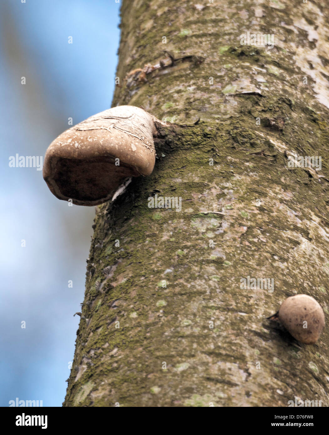 Hoof Fungus, Fomes Fomentarius fungus Stock Photo - Alamy