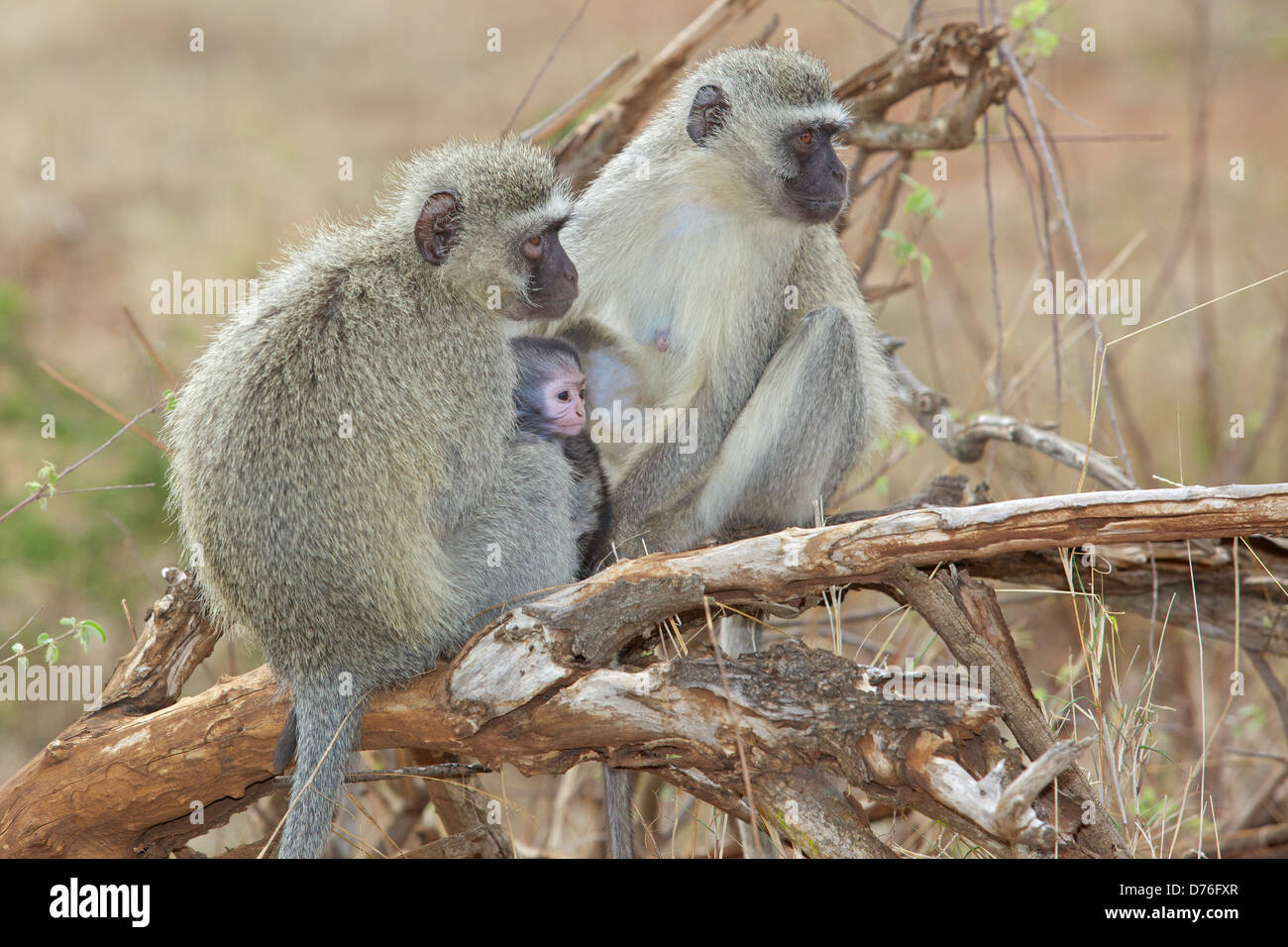 Vervet (Green) monkeys (Cercopithecus aethiops) with a baby in the ...