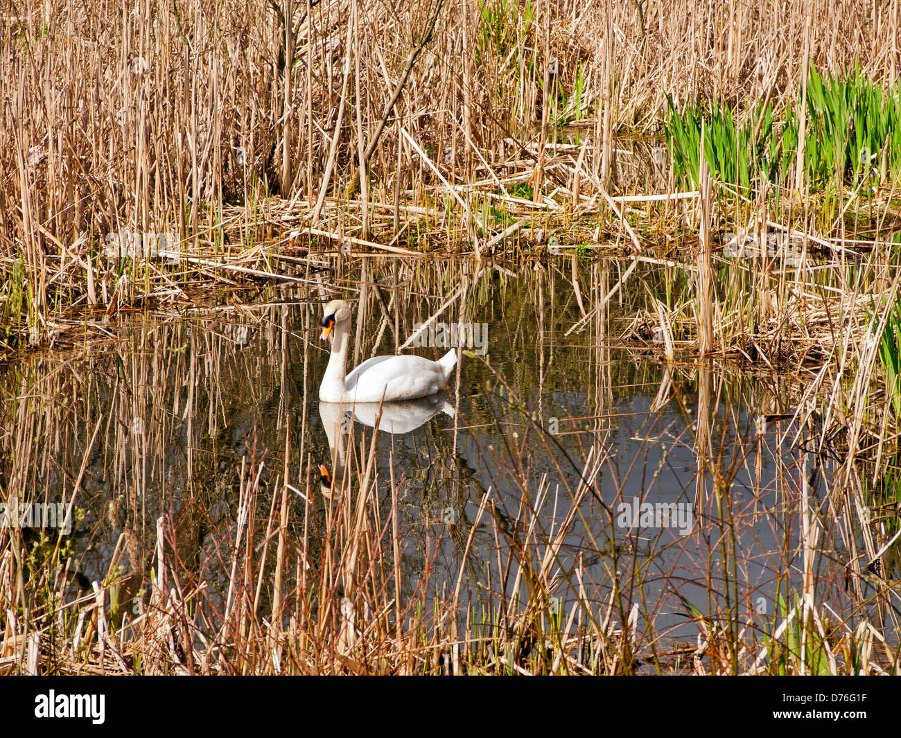 Mute swan protecting nest, Longton, Preston, UK Stock Photo - Alamy
