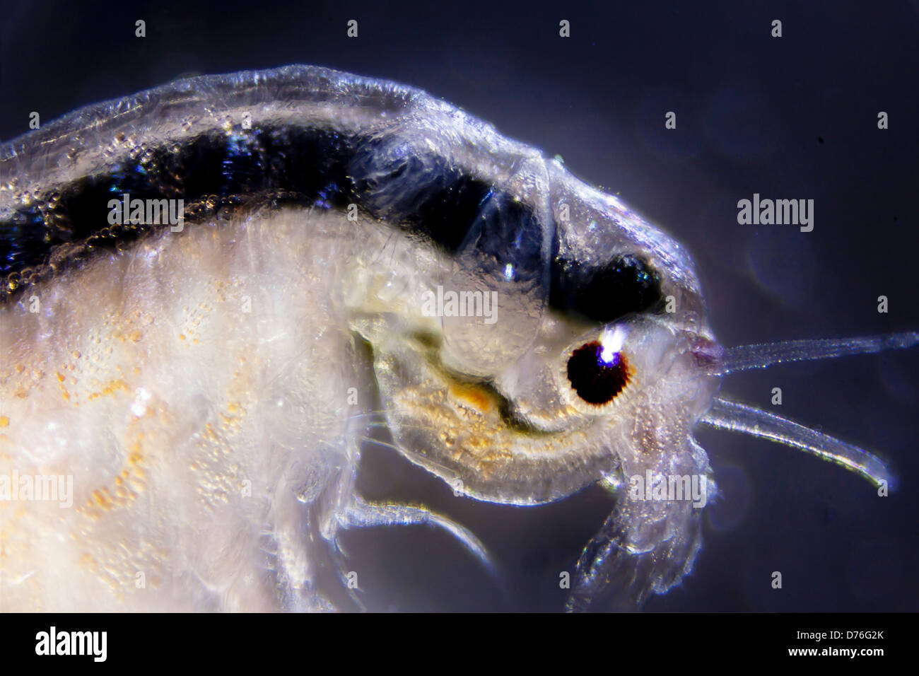 Nauplius larva hi-res stock photography and images - Alamy