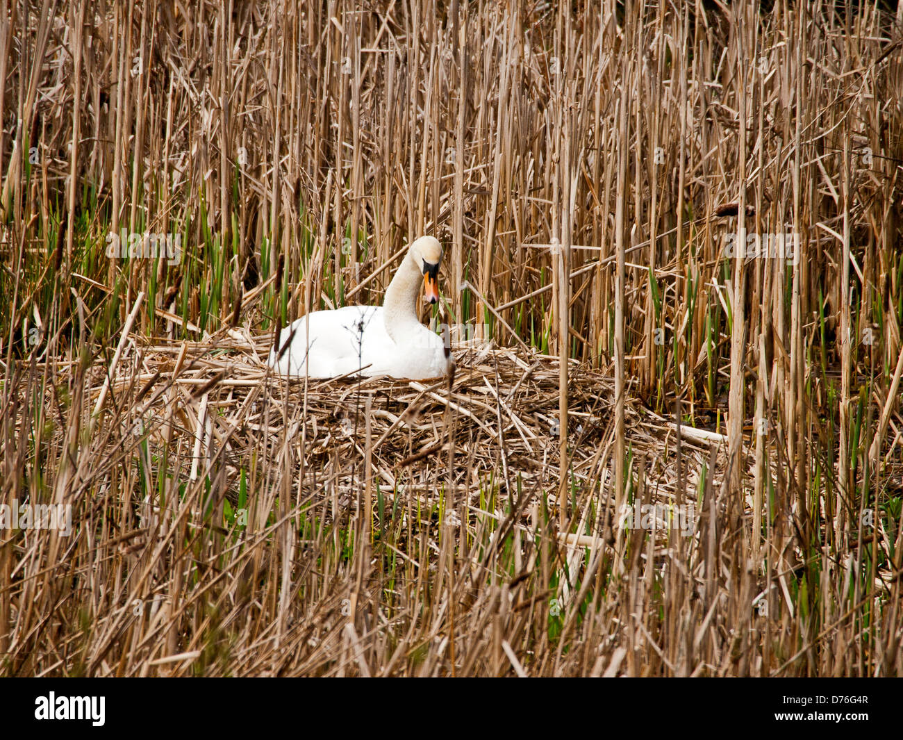 Mute Swan sitting on nest, Longton, Preston.UK Stock Photo - Alamy