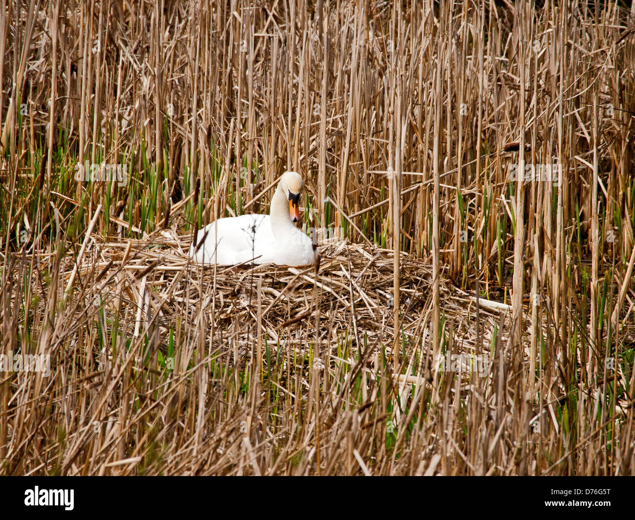 Swan sitting on nest hi-res stock photography and images - Alamy