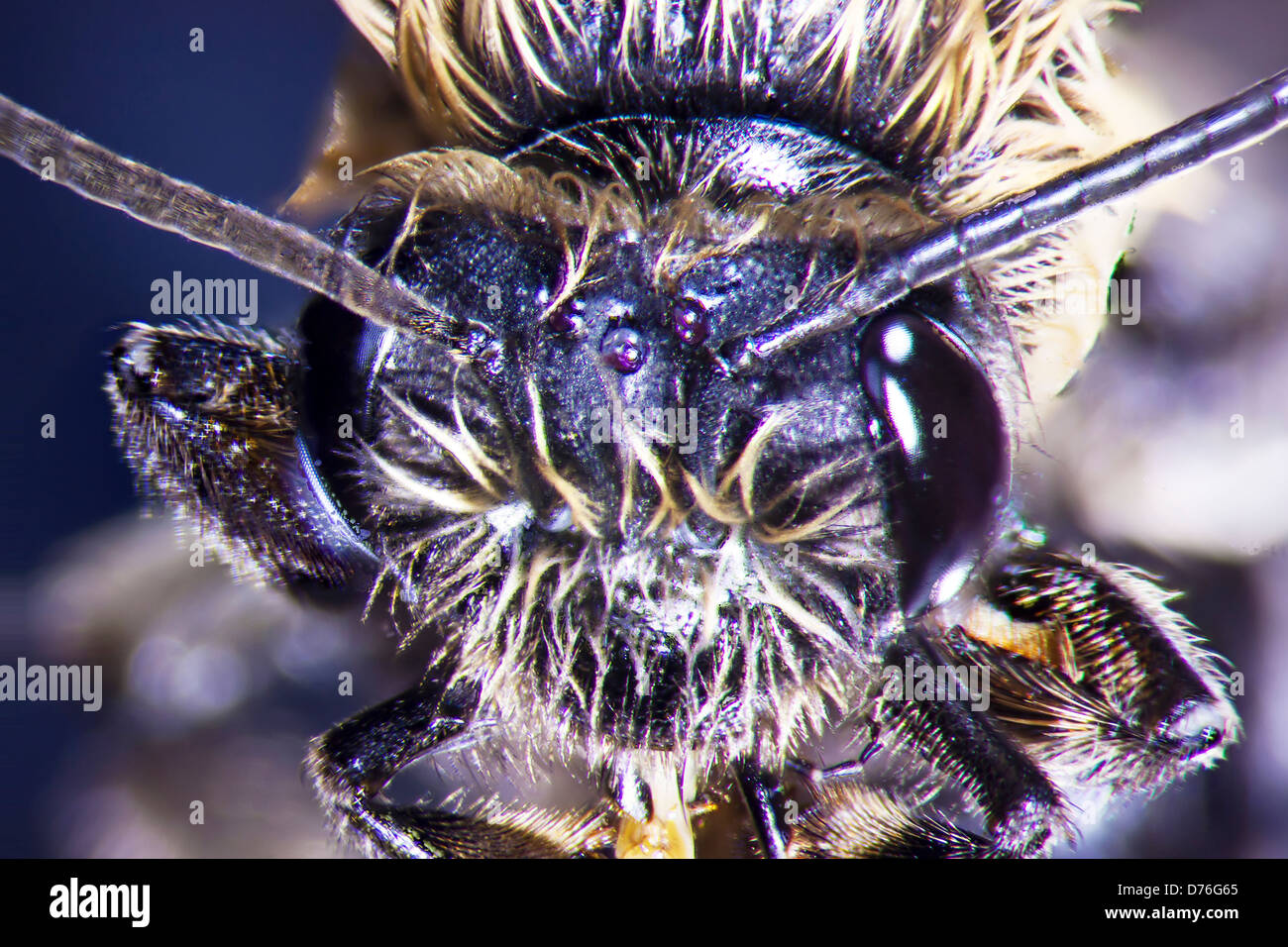 Micro photo of a bee Stock Photo - Alamy