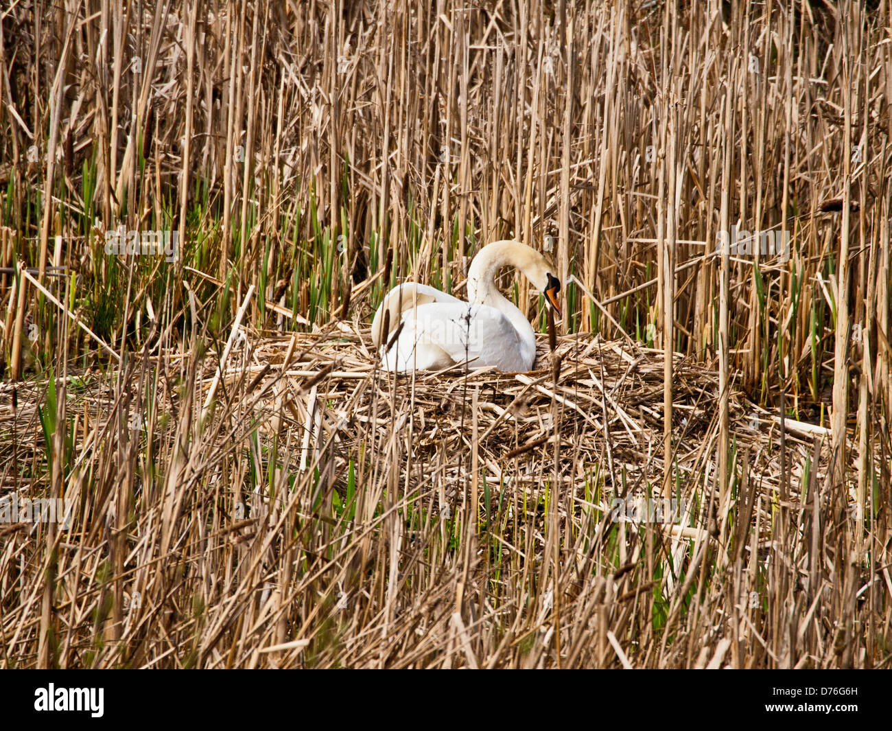 Mute swan sitting on nest, Longton, Preston. UK Stock Photo - Alamy