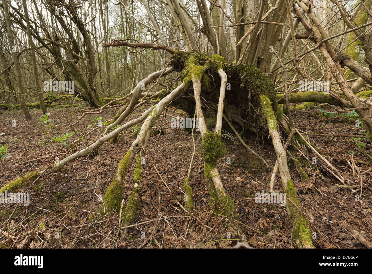Whole tree and roots hi-res stock photography and images - Alamy