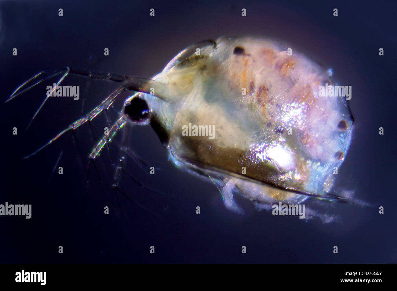 Microscope Photography of a Daphnia Stock Photo - Alamy