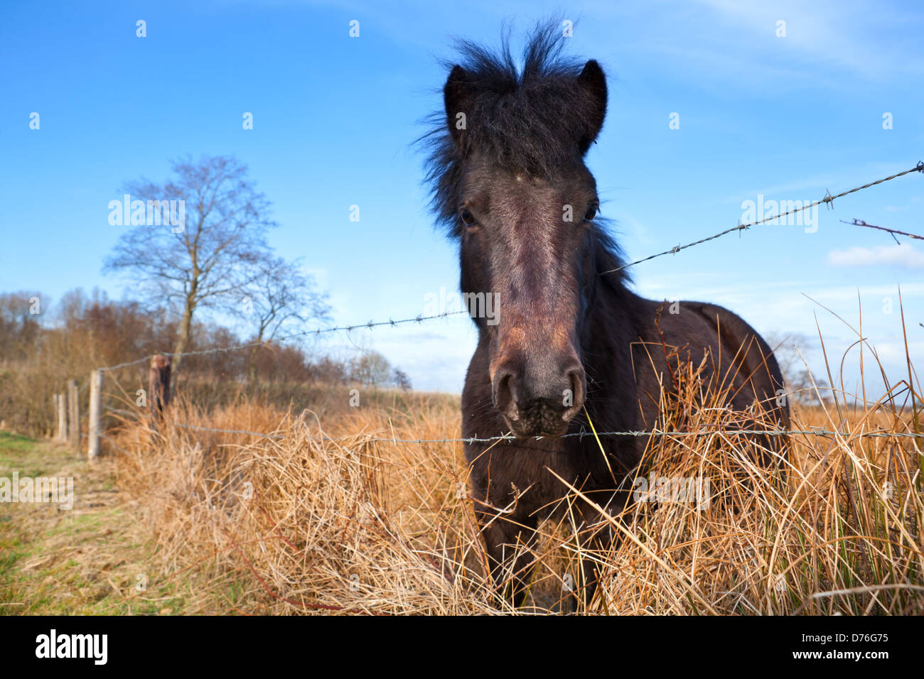 Dark blue horse hi-res stock photography and images - Alamy