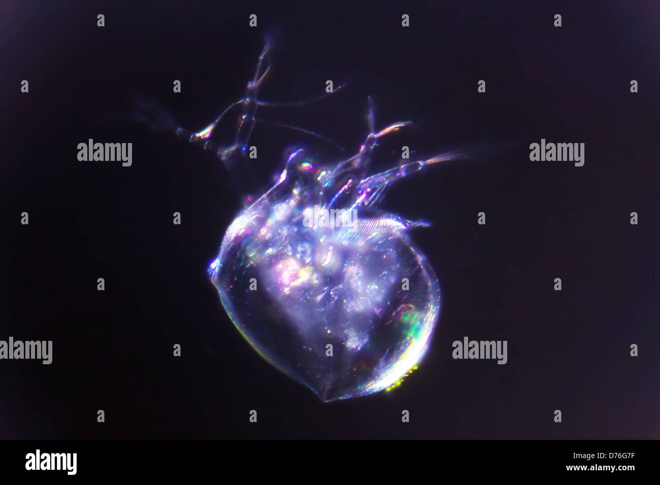 Microscope Photography of a Daphnia Stock Photo - Alamy