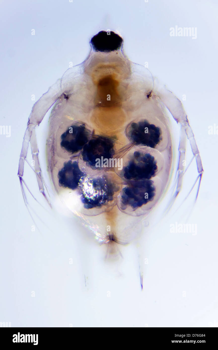 Daphnia water flea hi-res stock photography and images - Alamy