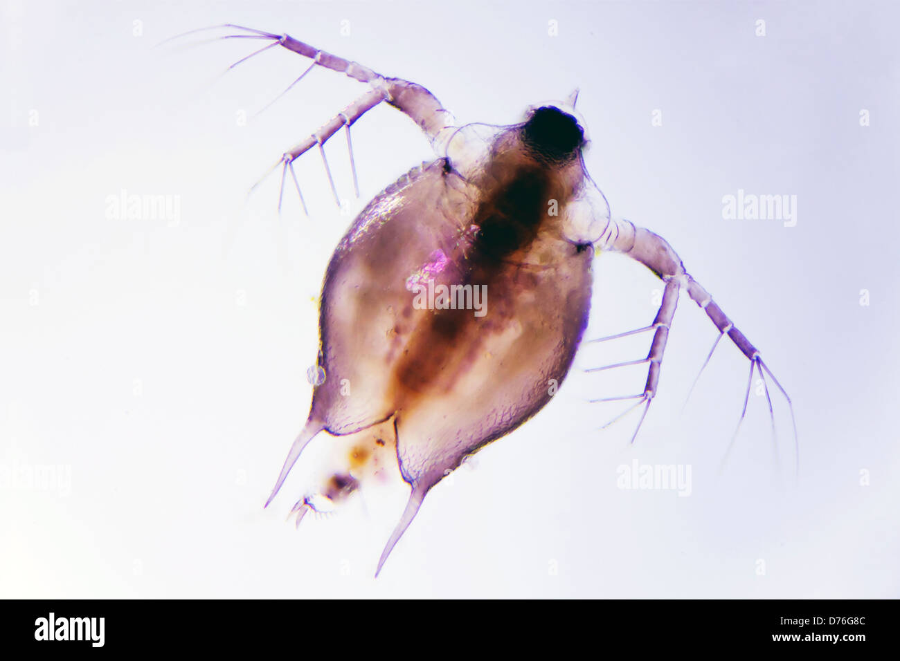 Microscope Photography of a Daphnia Stock Photo - Alamy