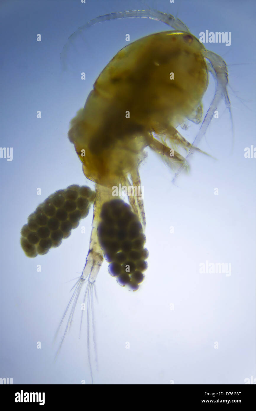 Microscope Photography of a cyclops Stock Photo - Alamy