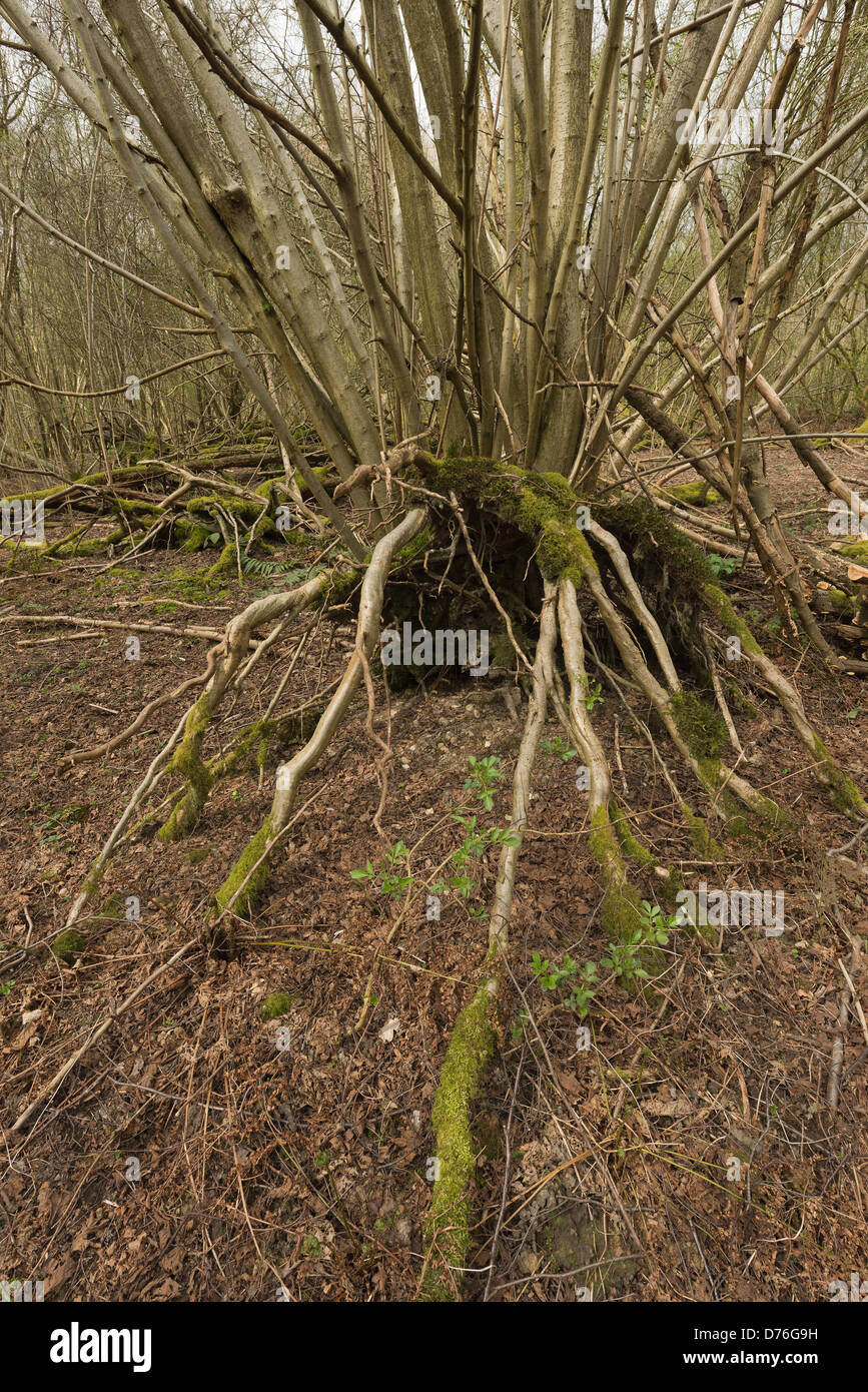 Whole tree and roots hi-res stock photography and images - Alamy