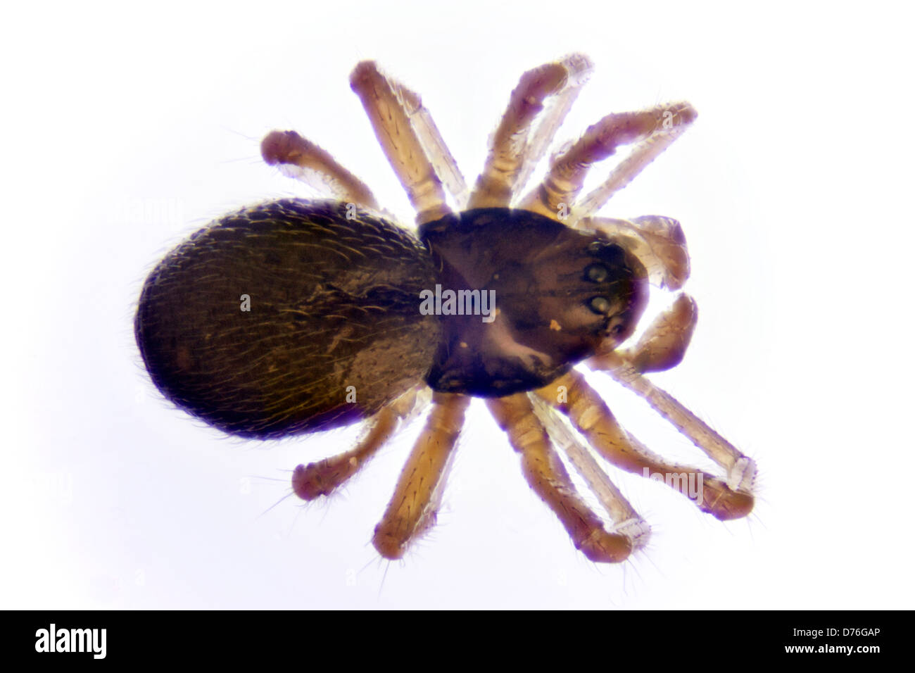Micro Photo of a Spider Stock Photo - Alamy