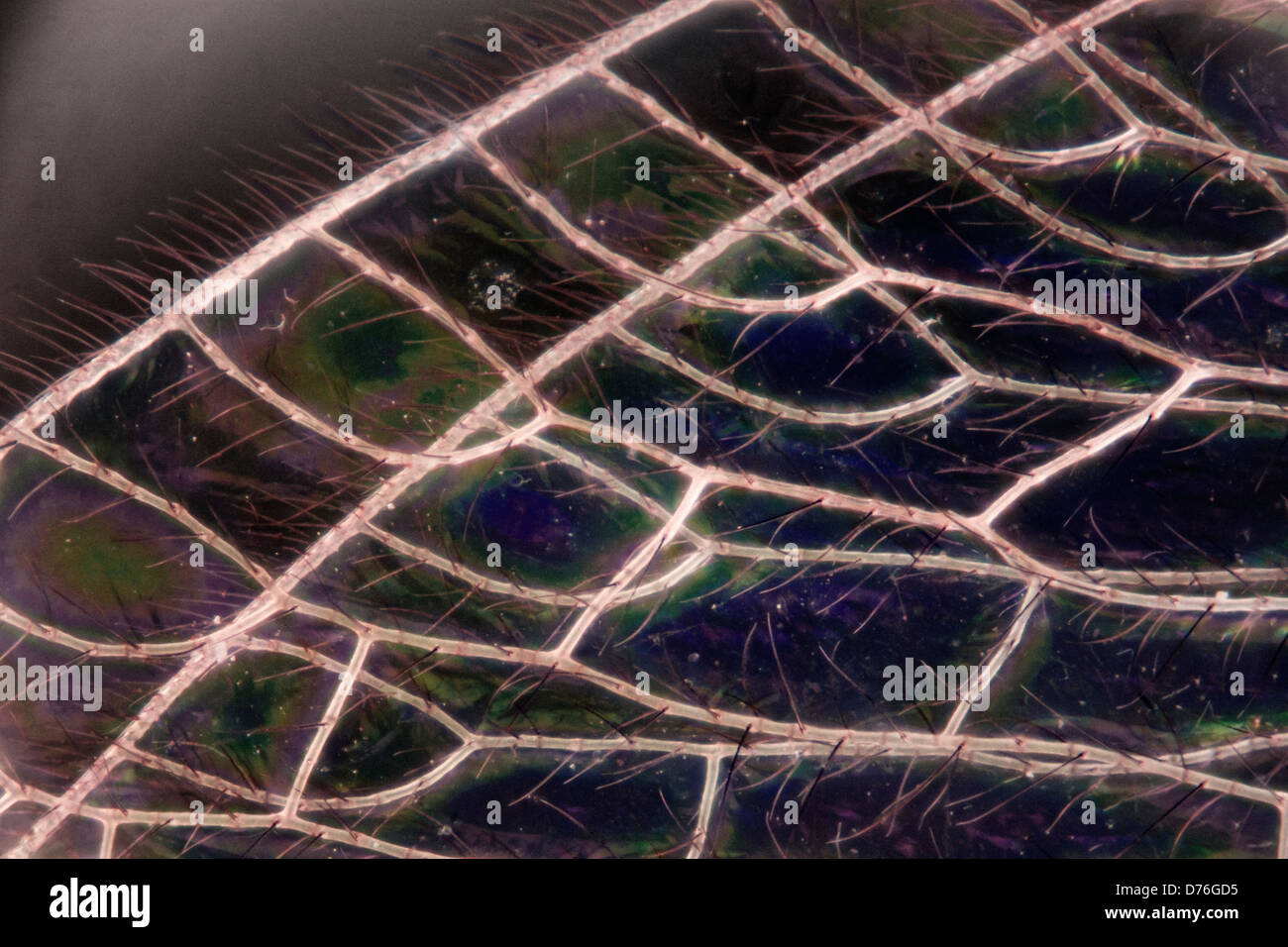 Wing fly wing microscope hi-res stock photography and images - Alamy