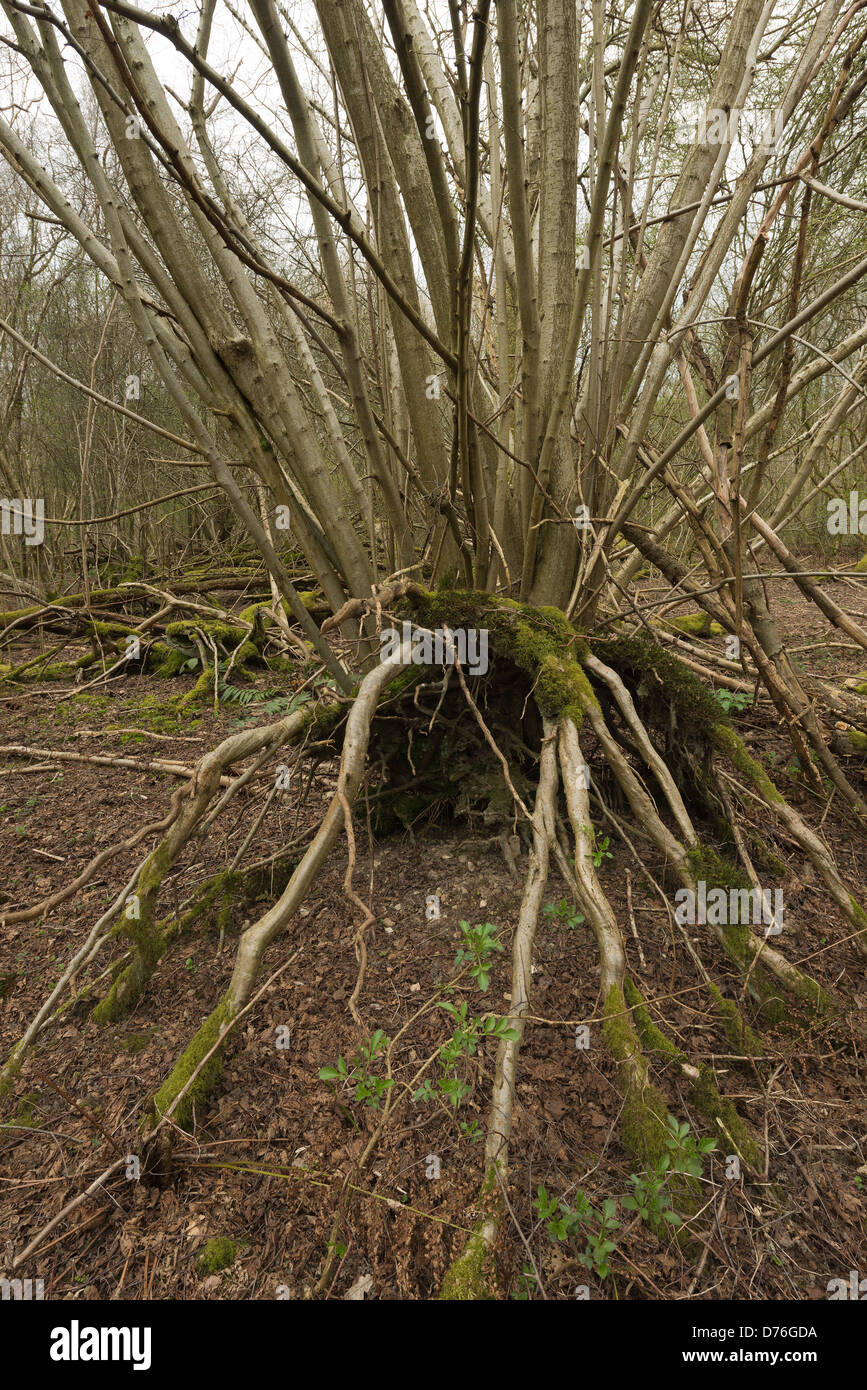single pollarded beech uplifted and blown over in hurricane of 1987 but ...