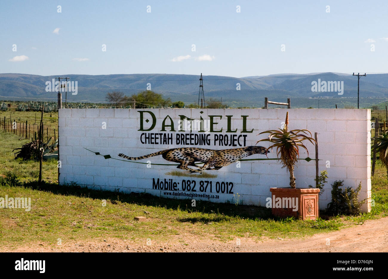 daniell cheetah breeding project,south africa Stock Photo - Alamy