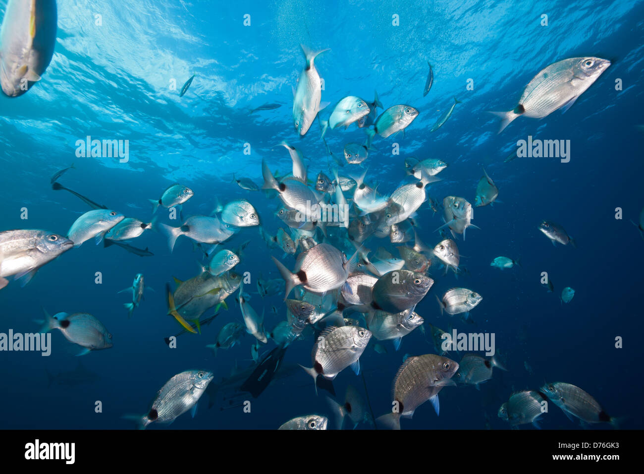 Shoal of Breams, Diplodus capensis, Aliwal Shoal, Indian Ocean, South ...
