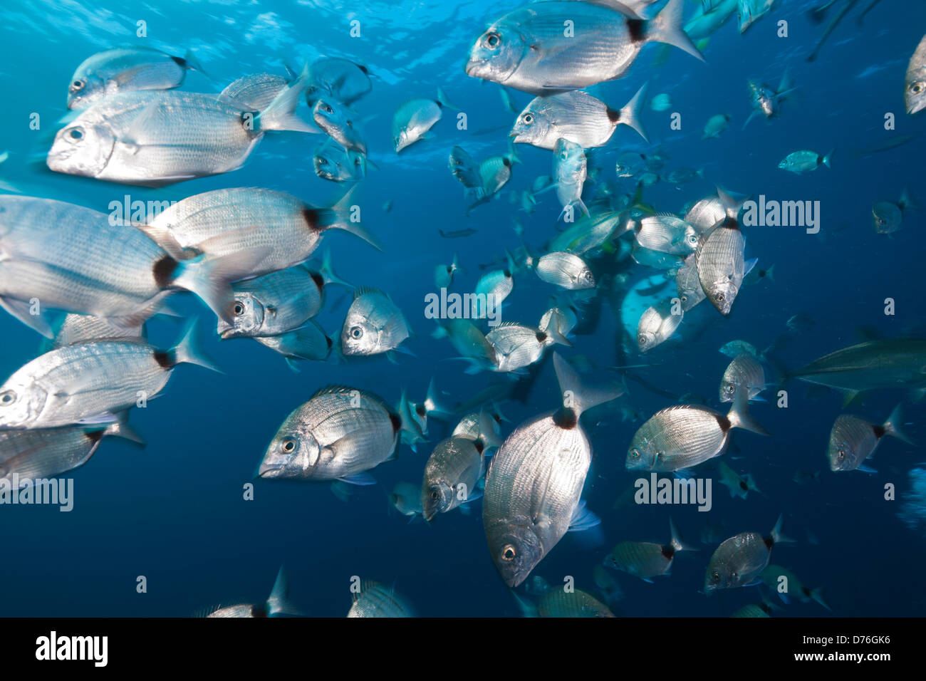 Shoal of Breams, Diplodus capensis, Aliwal Shoal, Indian Ocean, South ...